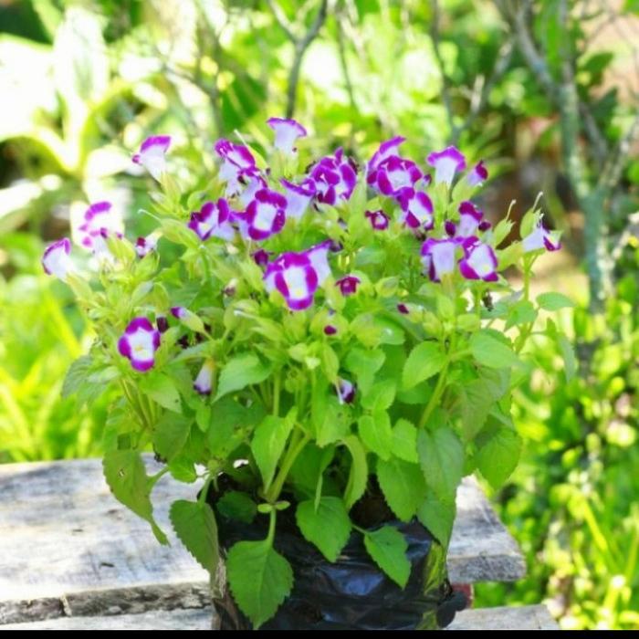 Jual tanaman gantung teronia - Kota Depok - riski flora hias | Tokopedia