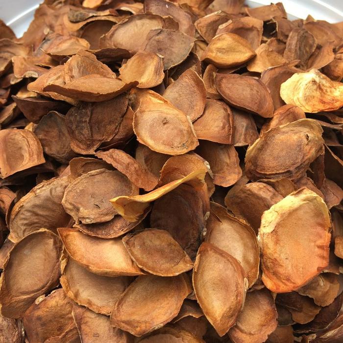 Jual BENIH MAHONI UGANDA (Khaya Anthotheca) 250 Gr - Kab. Sumedang ...