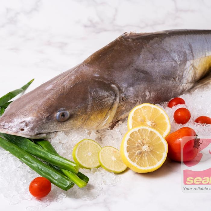 Jual Ikan Manyung / Manyung Fillet 500 Gr / Marine Catfish / Seafood 22 ...