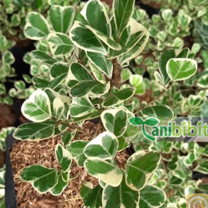 Jual Ficus triangularis variegata tanaman hias nyawai - Kota Bogor ...