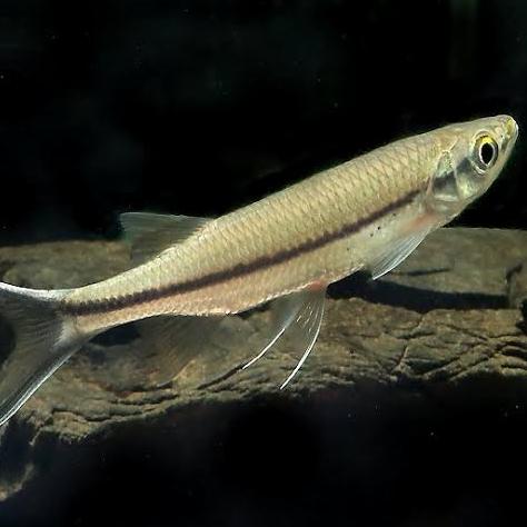 Jual IKAN HIAS APOLLO SHARK TANKMATE PREDATOR - Jakarta Barat - Mars ...