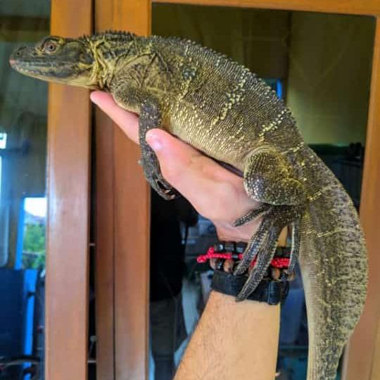 Jual soa layar Juve akhir - Jakarta Timur - fianimal pets | Tokopedia