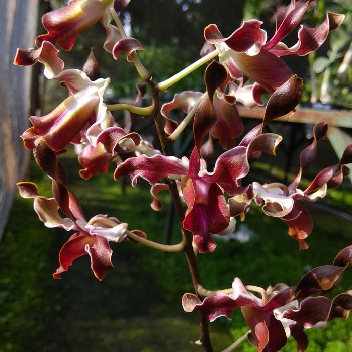 Jual anggrek dendrobium SRI REJEKI (ly x lasianthera) - Kota Batu - Ezr ...