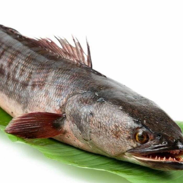 Jual IKAN GABUS HIDUP / IKAN GABUS SEGAR 1KG - Jakarta Barat ...