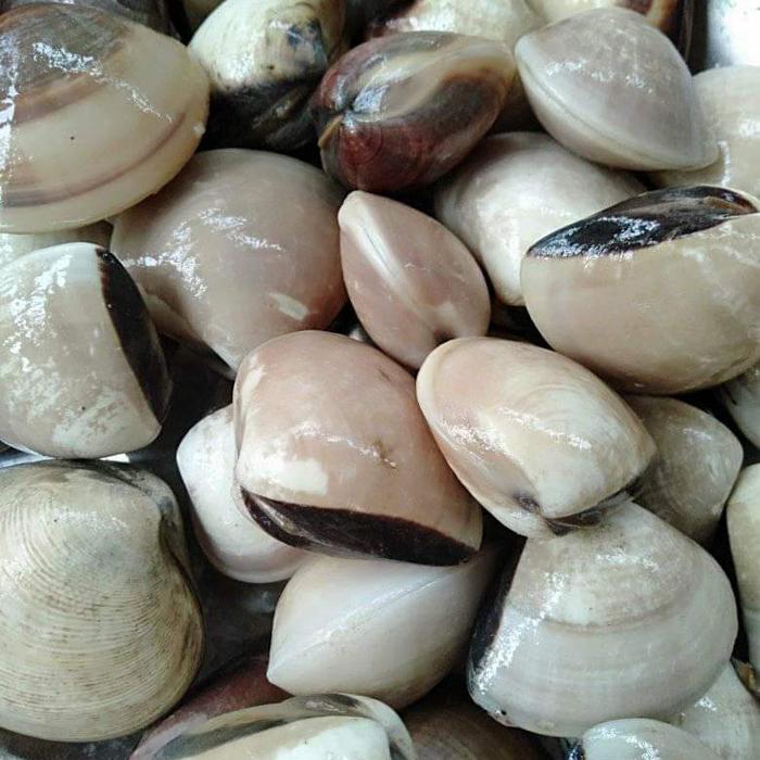 Jual KERANG KEPAH/TAHU 1KG - Jakarta Utara - KIA SEAFOOD LAUT BAROKAH ...