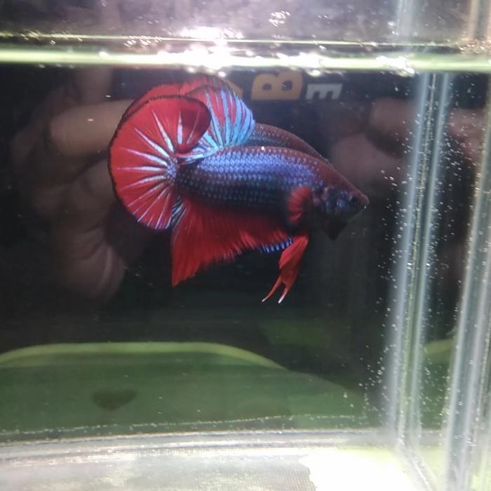 Jual ikan cupang male/lakian HMPK giant besgel size indukan - Jakarta ...