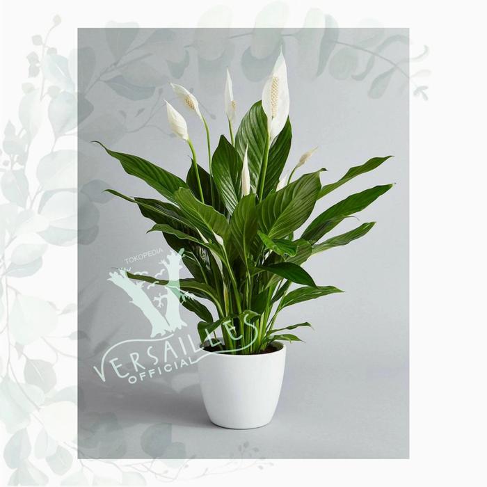 Jual Tanaman Bunga Hias Putih White Peace lily - Kota Medan ...
