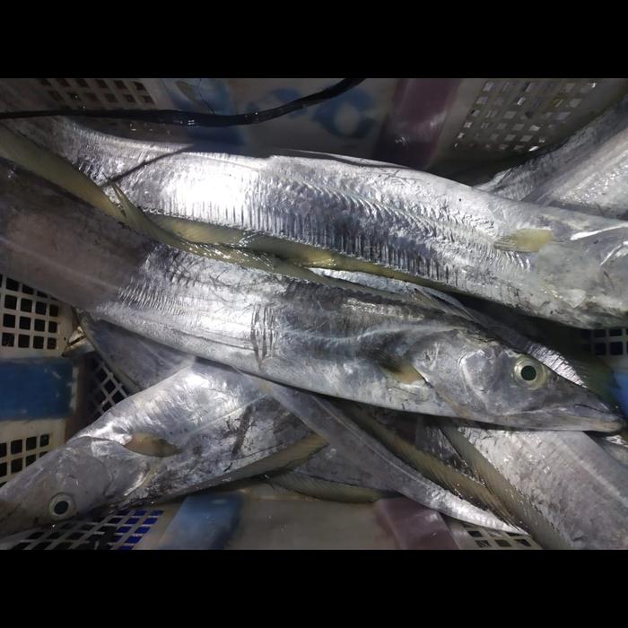 Jual Ikan Layur Segar 1KG - Jakarta Utara - CobryzenShop | Tokopedia
