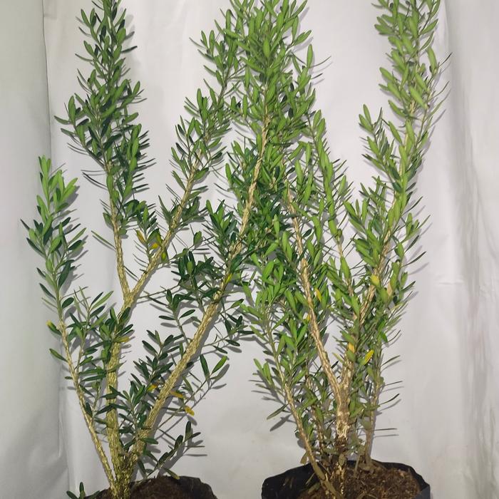 Jual BAHAN BONSAI BOXSUS ATAU BOKSUS IMPOR - Kab. Pangandaran ...