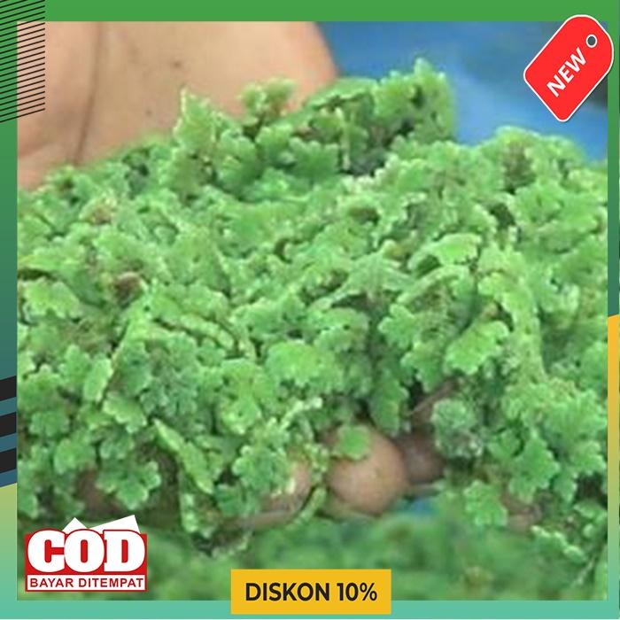 Jual bibit azolla microphylla 100 gram pakan alternatif ikan dan unggas ...