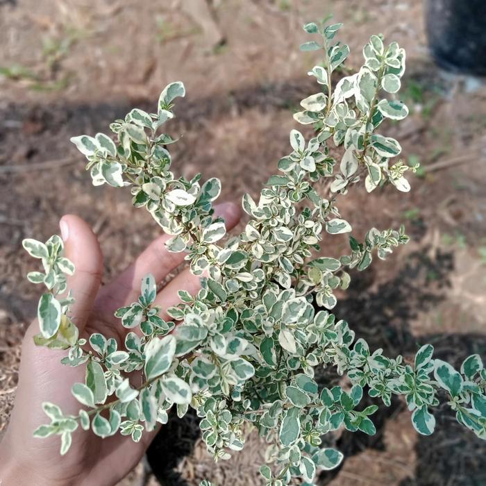 Jual tanaman ligustrum variegata/bahan bonsai ligustrum/bibit ligustrum ...