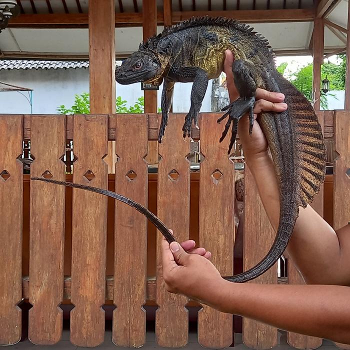 Jual soa layar malino/ hydrosaurus adult - Kab. Batang - Putera DM ...