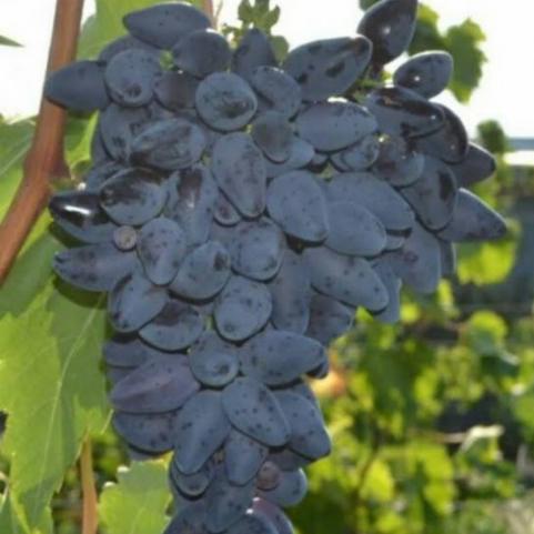 Jual bibit anggur import gosv (grafting) bisa berbuah 5 bul (Valid ...