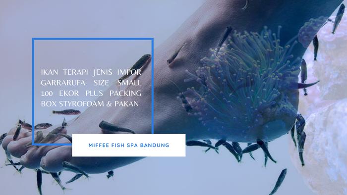 Jual 100 Ekor Ikan Terapi Asli Garra Rufa, Vitobat, Pakan & Box ...