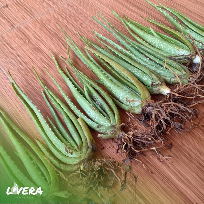 Jual Bibit Tanaman Pohon Lidah Buaya JUMBO - Kota Tangerang Selatan ...