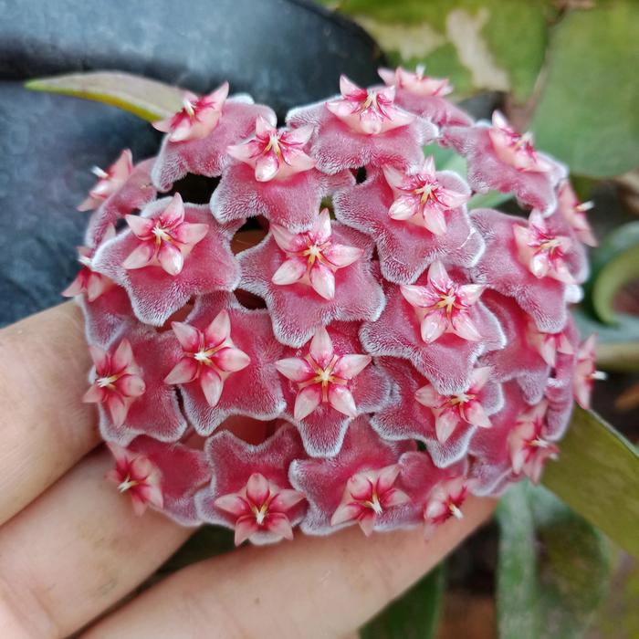 Jual tanaman rambat red hoya - Kota Batu - Linda Garden | Tokopedia
