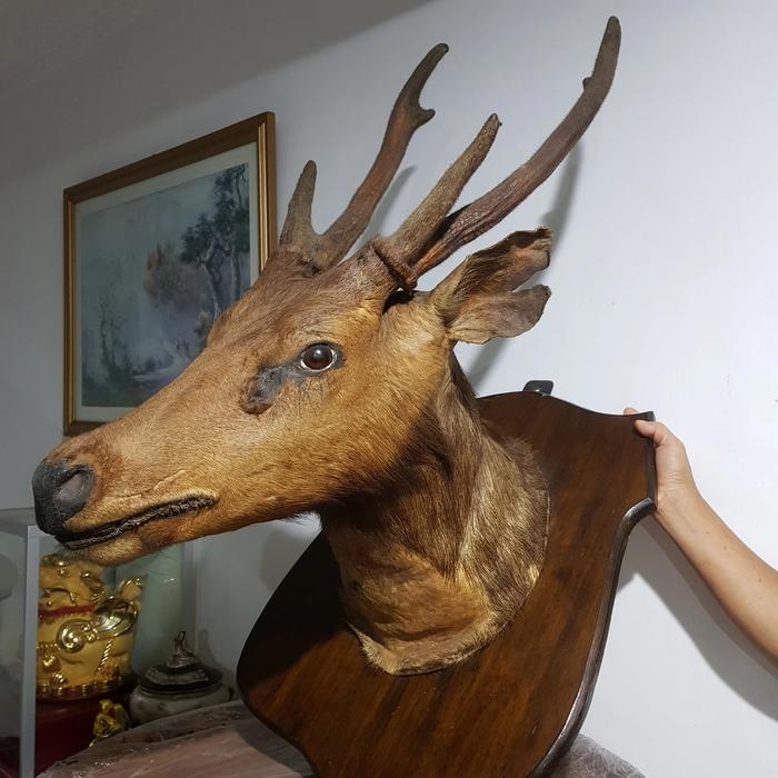 Jual kepala rusa asli pajangan - Kota Medan - Batak Medan | Tokopedia