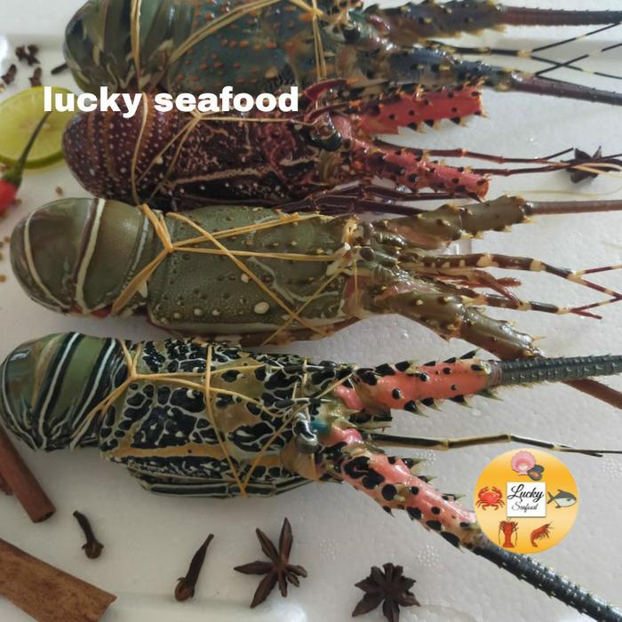 Jual Lobster Frozen Size 500g up - Kota Tangerang - LUCKY seafood ...