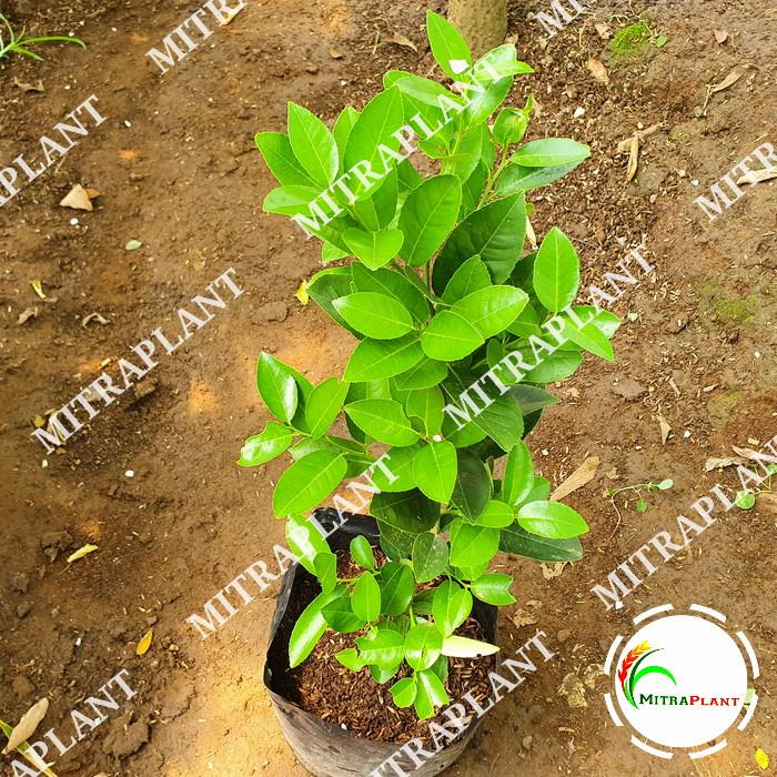 Jual Bibit Pohon Jeruk Lemon Tea Kuning - Buah Jeruk - Tanaman Jeruk ...