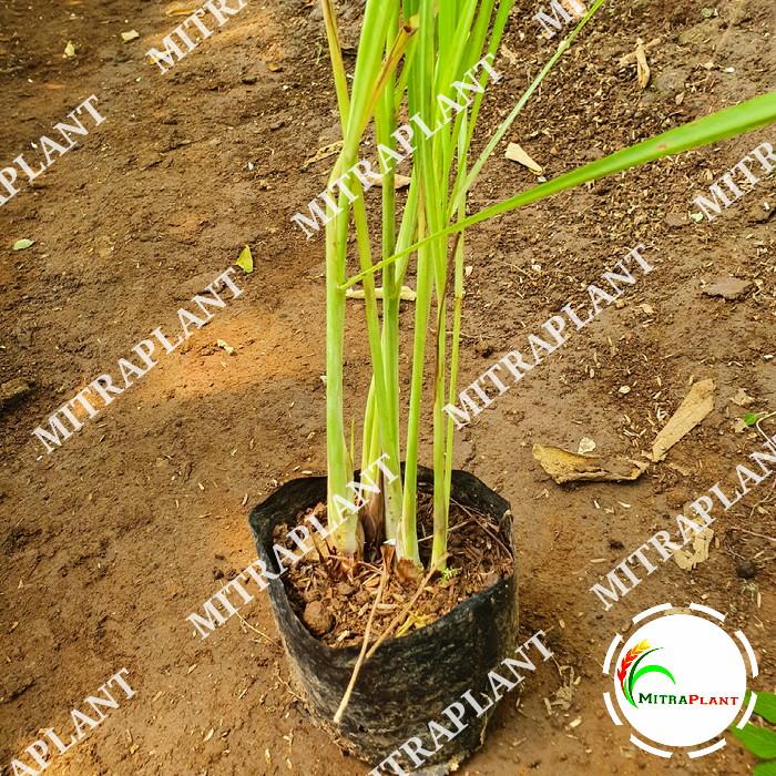 Promo Bibit Tanaman Sereh Sayur - Pohon Akar Serai Bahan Bumbu Masak ...