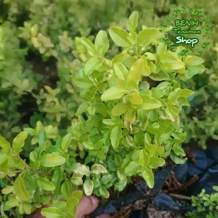 Jual bibit tanaman hias legistrum kuning // legistrum yellow bahan ...