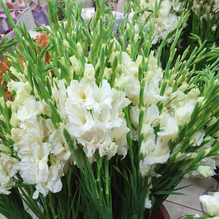 Jual bunga gladiol putih asli cantik fresh - Jakarta Barat - Mikasa ...