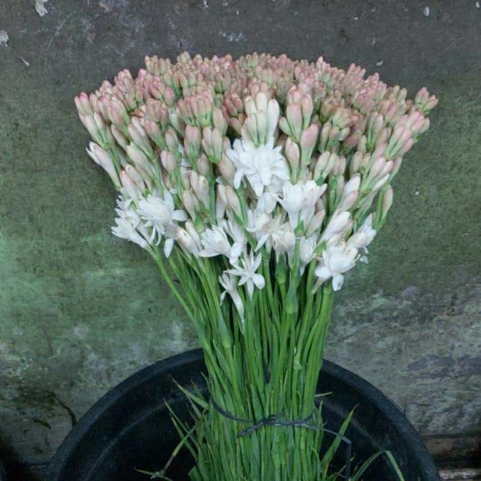 Sedap Malam Flower | Best Flower Site