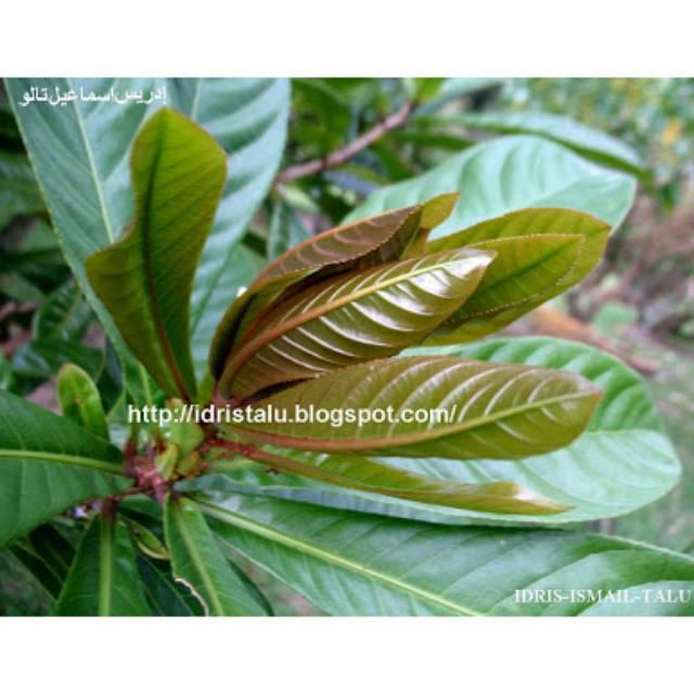 Jual Daun pucuk putat 500gram segar siap petik makanan khas sunda ...