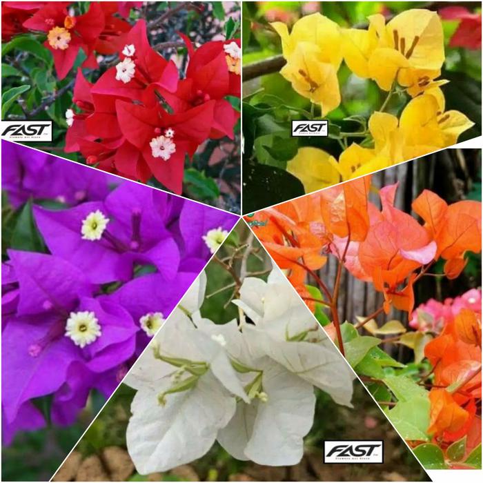 Jual PAKET HEMAT 5 Bibit Bunga Bougenville Merah,Kuning,ungu,putih ...