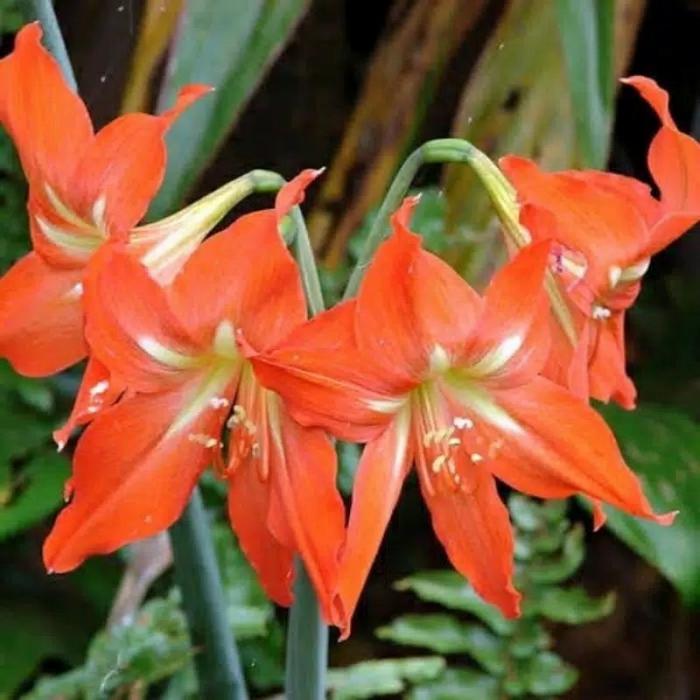 Jual Bibit Bunga Amarilis/Amaryllis orange/Amarilis Dutch - Kota Depok ...
