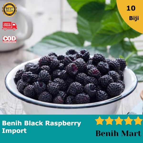 Jual Bibit Benih Biji Buah Black Raspberry Import Benih Unggul isi 10 ...