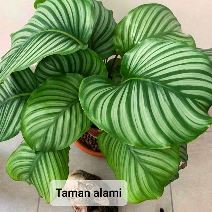 Jual calathea orbifolia - tanaman hias calathea orbifolia daun besar ...