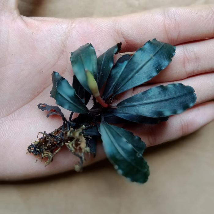 Jual bucephalandra blue metalic - Kab. Sekadau - ALOCASIASTORE | Tokopedia