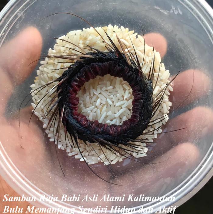 Jual Samban Babi Atau Rantaii Babii Asli Kalimantan - Kab. Banjar ...