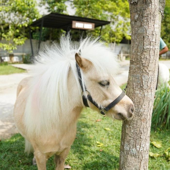 Jual kuda poni import paspor baca deskripsi - Kota Bekasi ...