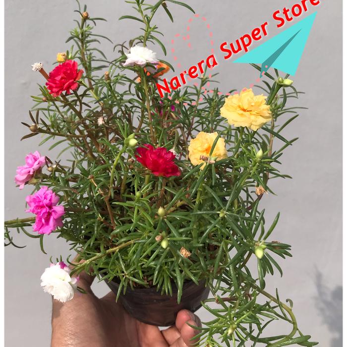 Jual Tanaman Hias Krokot Sutera Bombay Sutra Bombai Moss Rose Bunga ...