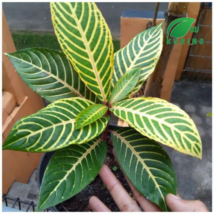 Jual Tanaman Aphelandra kuning - daun hijau garis kuning - Zebra plant ...