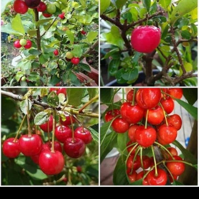 Jual BIBIT TANAMAN BUAH CERRY BARBADOS/ CERY BARBADOS SUPER - Kab ...