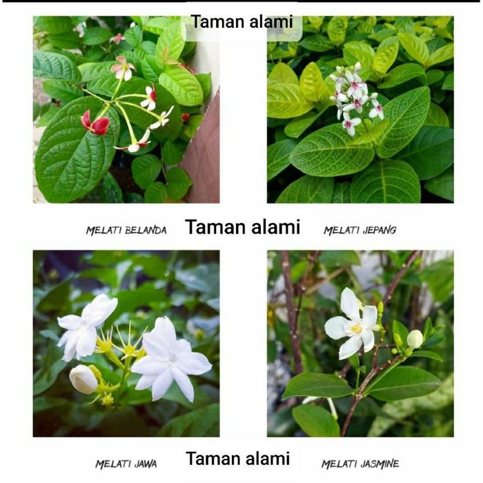 Jual Paket hemat 4 tanaman bunga melati wangi - belanda - jepang dan ...