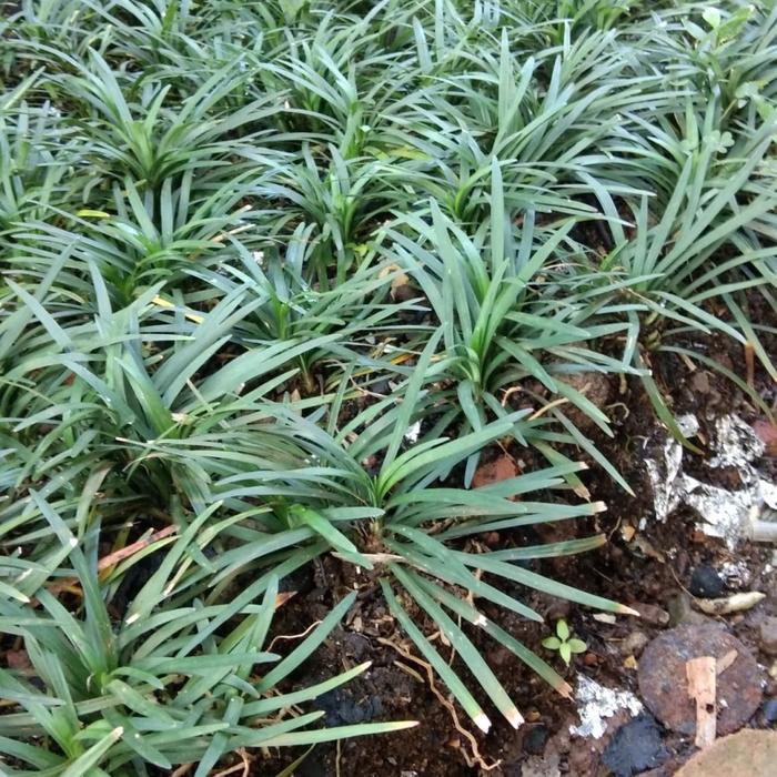 Jual Tanaman hias kucai hijau daun panjang - Kab. Bandung - HAFIKA ...