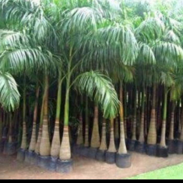 Jual pohon palem Raja//pohon palem raja - Kab. Bogor - Tania Flowrist ...