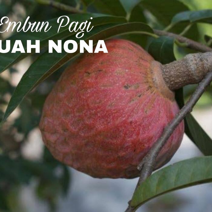 Jual Bibit Buah Nona Annona Reticulata Di Seller Noelle - Cengkareng ...