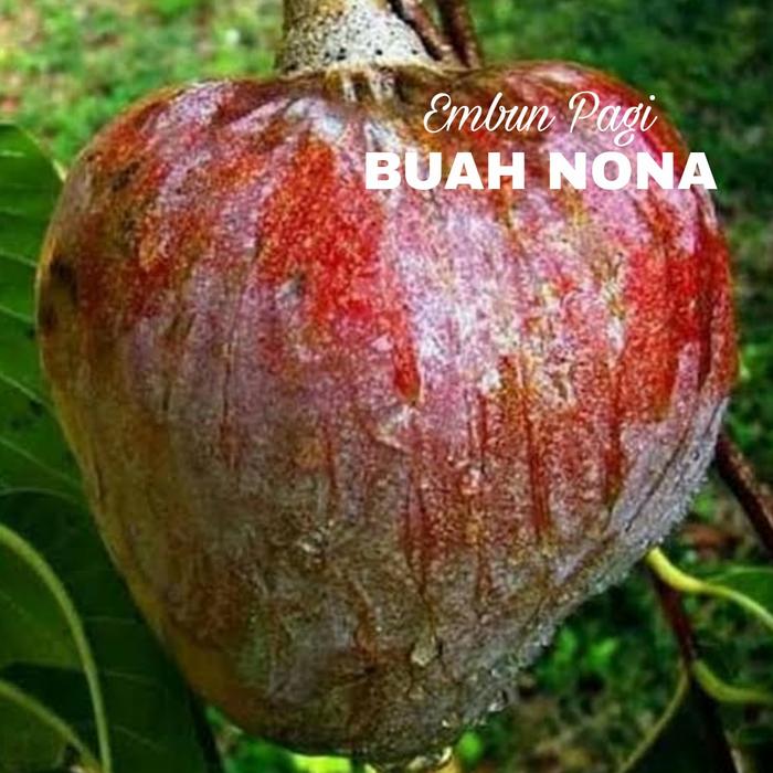 Jual Bibit Buah Nona Annona Reticulata Di Seller Noelle - Cengkareng ...