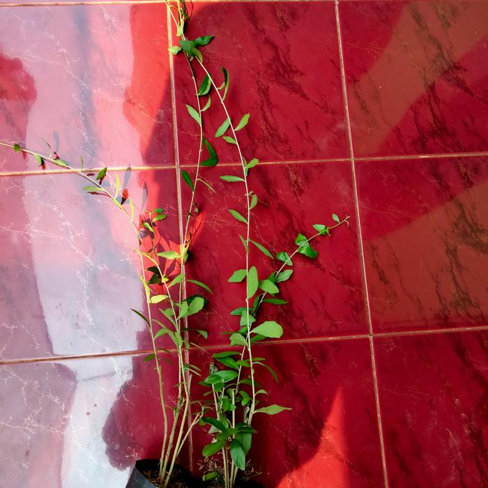 Jual tanaman pelindung Lee Kwan yew - Li Kuan yu - Lee Kuan yu - Kab ...