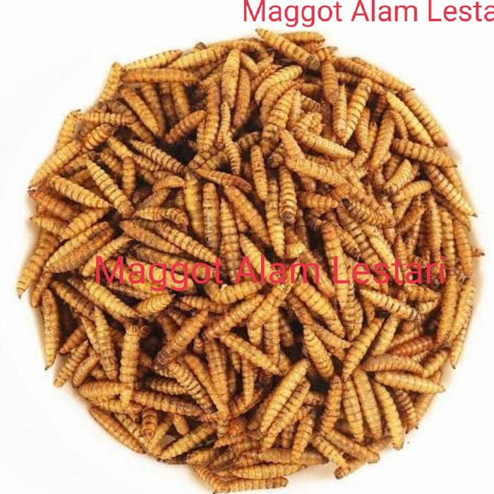 Jual Maggot kering 50 gram Grade AA - Kota Tangerang - Maggot Alam ...
