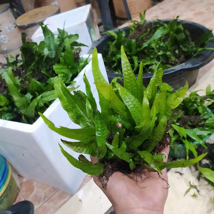 Jual java fern kadaka microsorum pteropus perikat aquascape paludarium ...