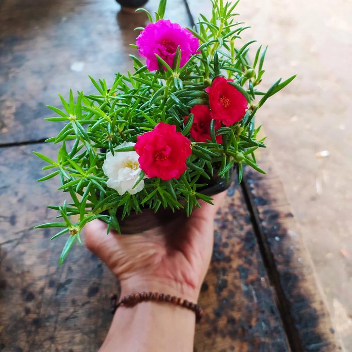 Jual Tanaman hias sutra bombay - pohon sutra bombay - bunga sby - Kab ...