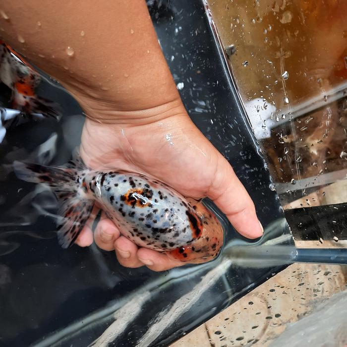 Jual ikan koki ranchu sapi thailand - Jakarta Barat - Camera Central ...