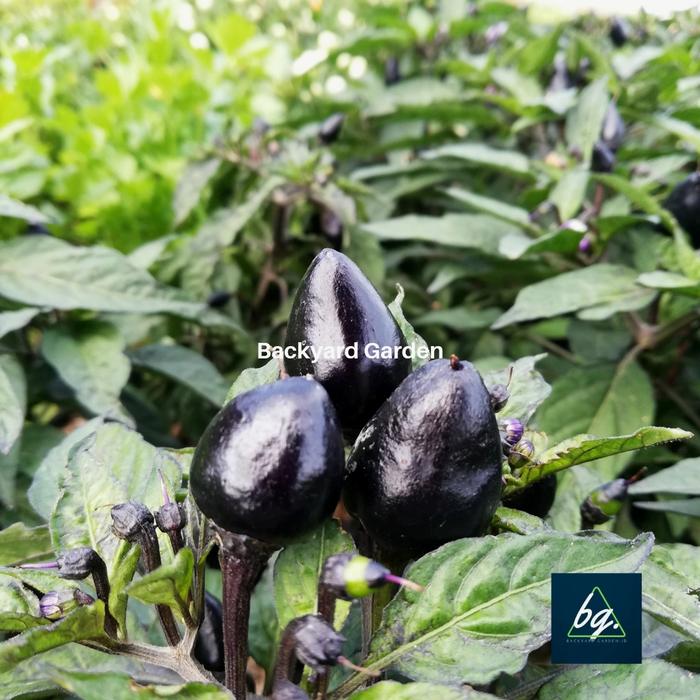Jual Tanaman hias BLACK Chilli Plant/ Cabai Hitam/ cabe hitam sdh ...