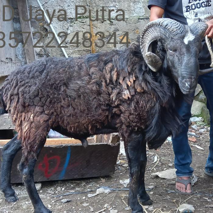 Jual Domba Qurban Hitam Gagah - Kota Bandung - PD Jaya Putra | Tokopedia